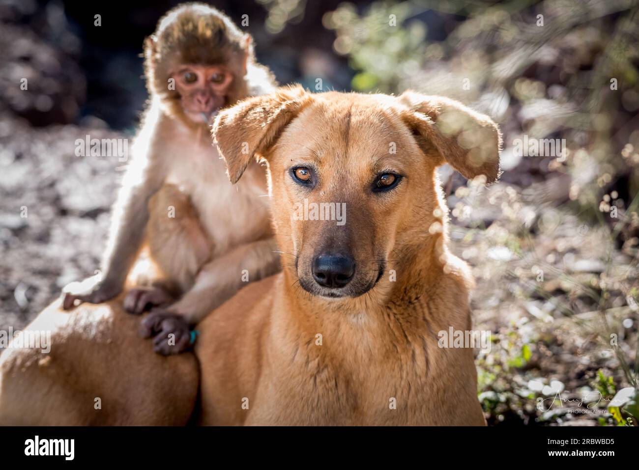 The dog mum looks out for any danger for her adopted kid- the baby ...