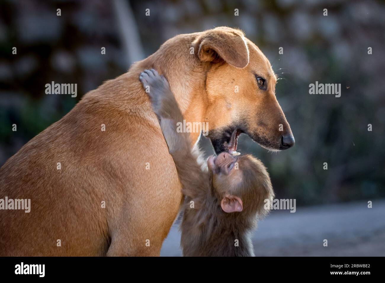 The two have formed an inseparable bond, loving and adoring each other ...