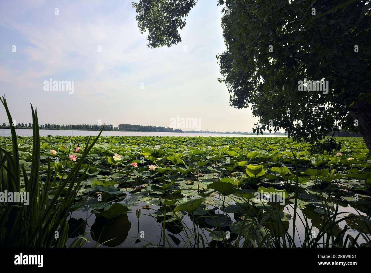 Expanse of lotus seen from the riverside with trees and rushes on a ...