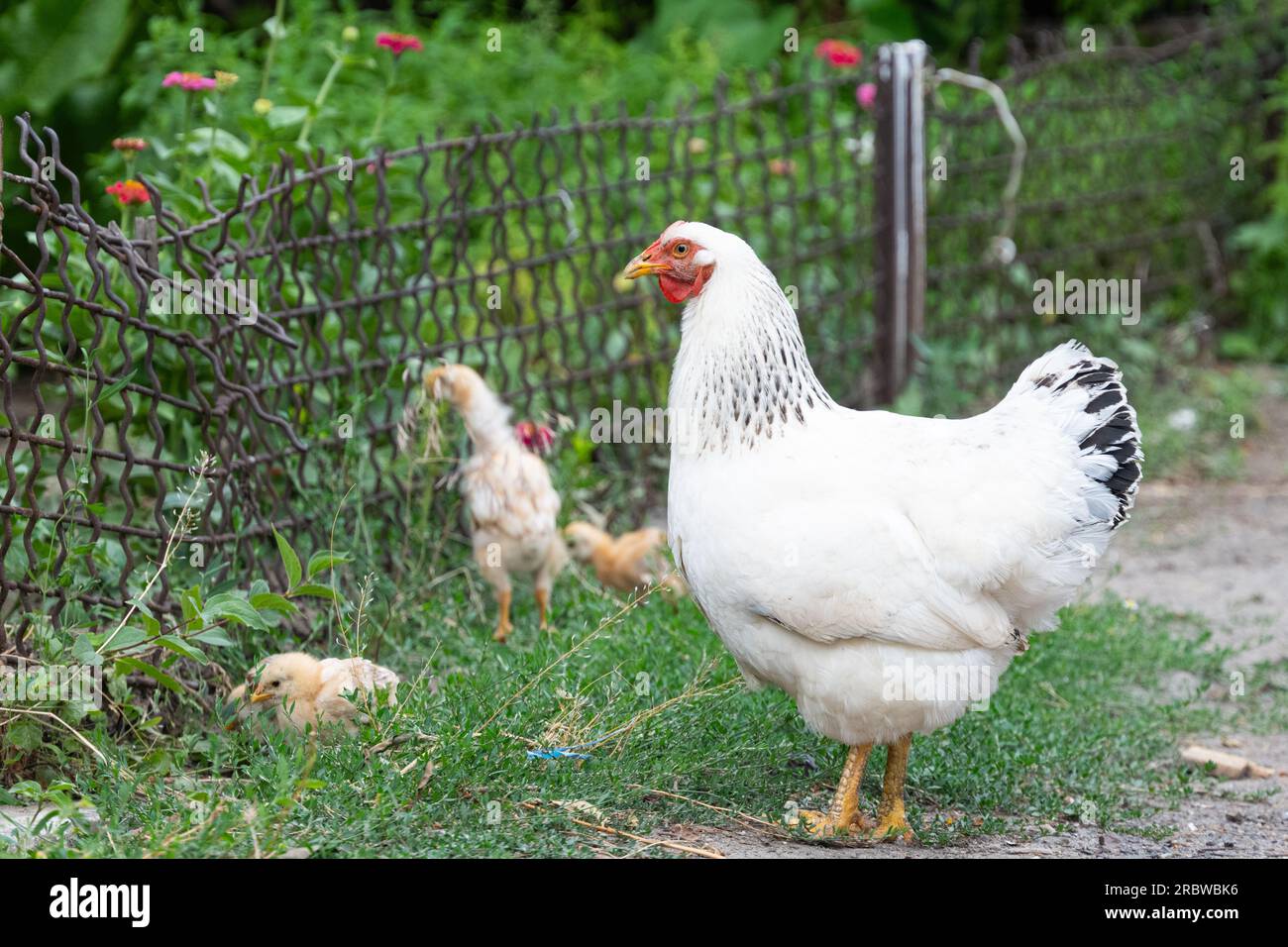 hen with chickens on the farm Stock Photo - Alamy