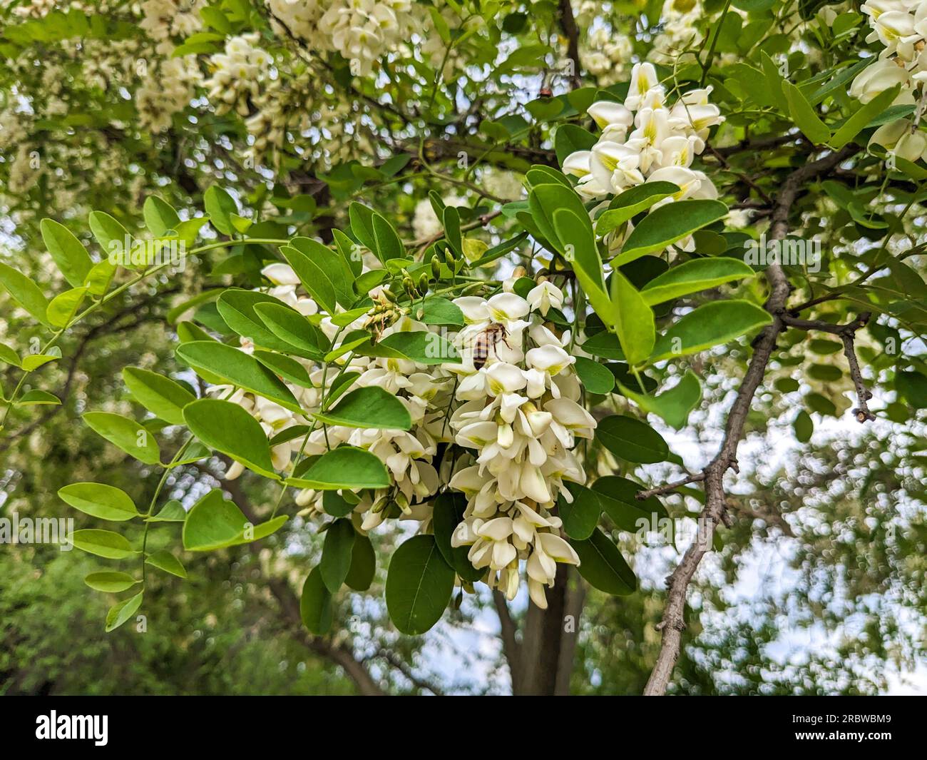 A bee on white acacia flowers collects nectar. Pollination of trees ...