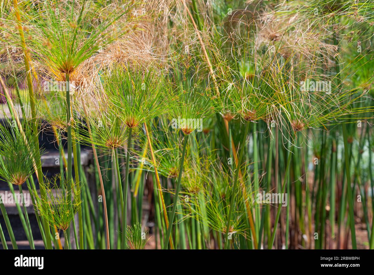Papyrus stalk hi-res stock photography and images - Alamy