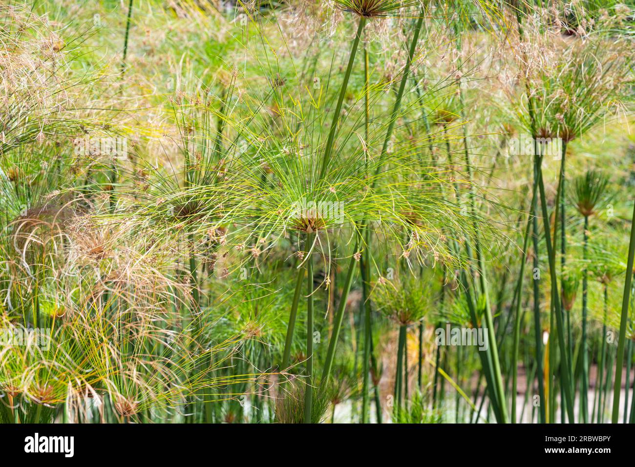 Papyrus stalk hi-res stock photography and images - Alamy