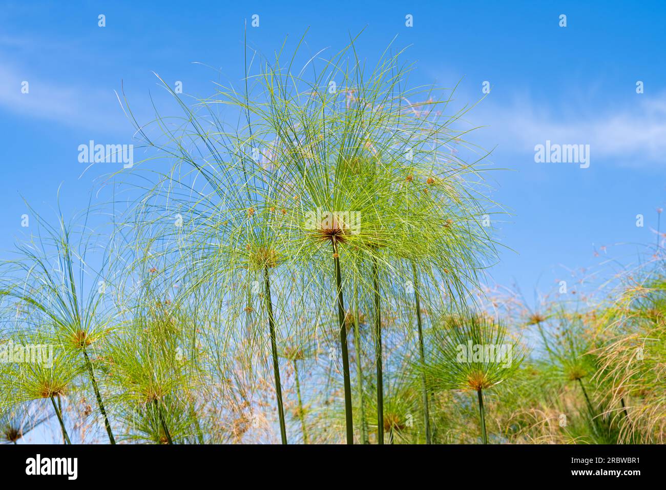 Egyptian papyrus plant pot hi-res stock photography and images - Alamy