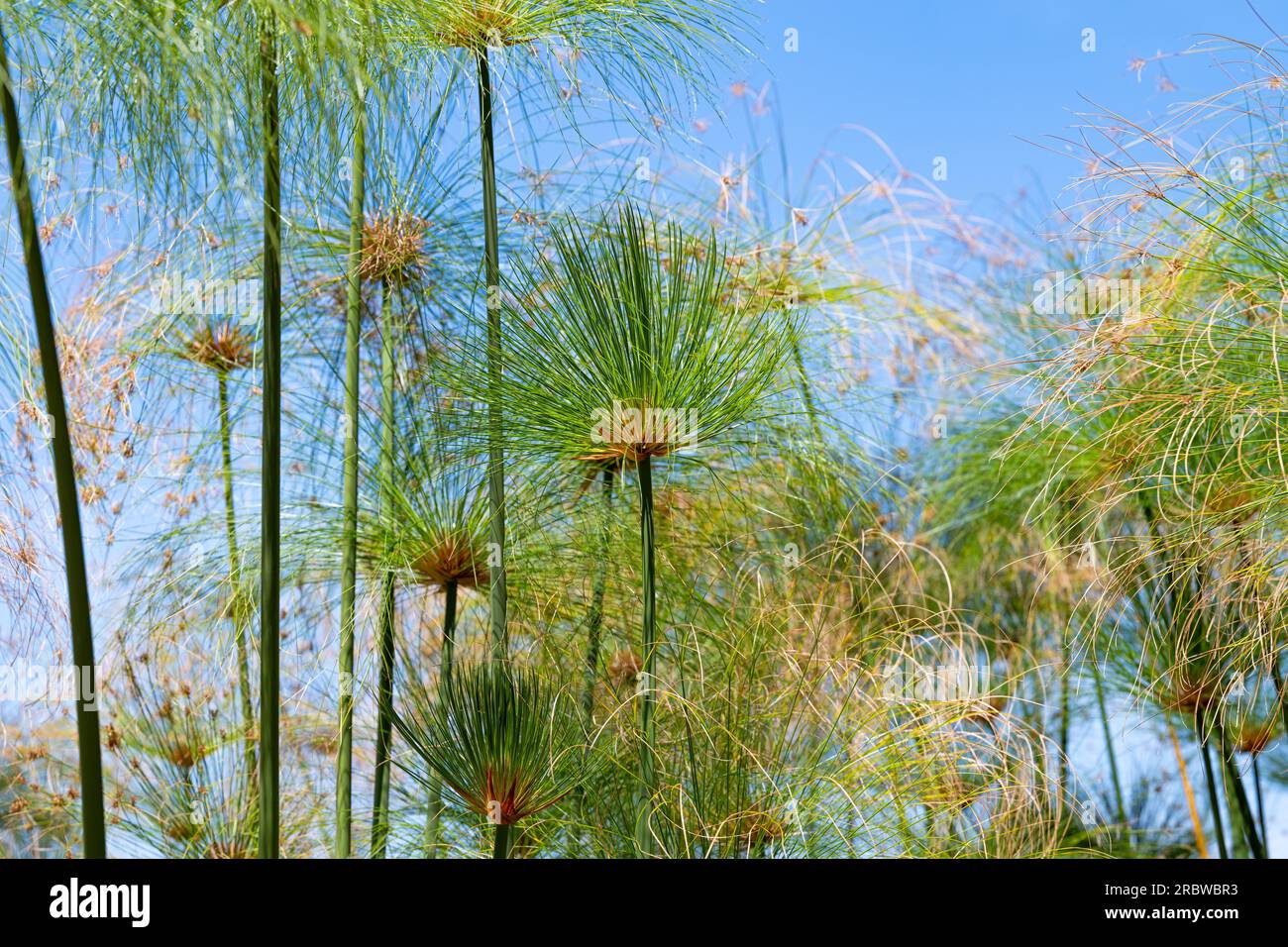 Papyrus stalk hi-res stock photography and images - Alamy
