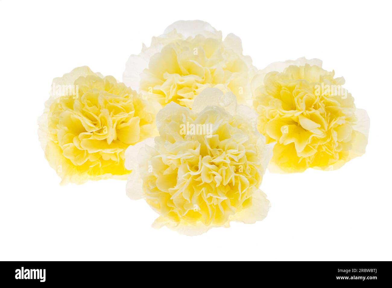 Yellow mallow hi-res stock photography and images - Alamy