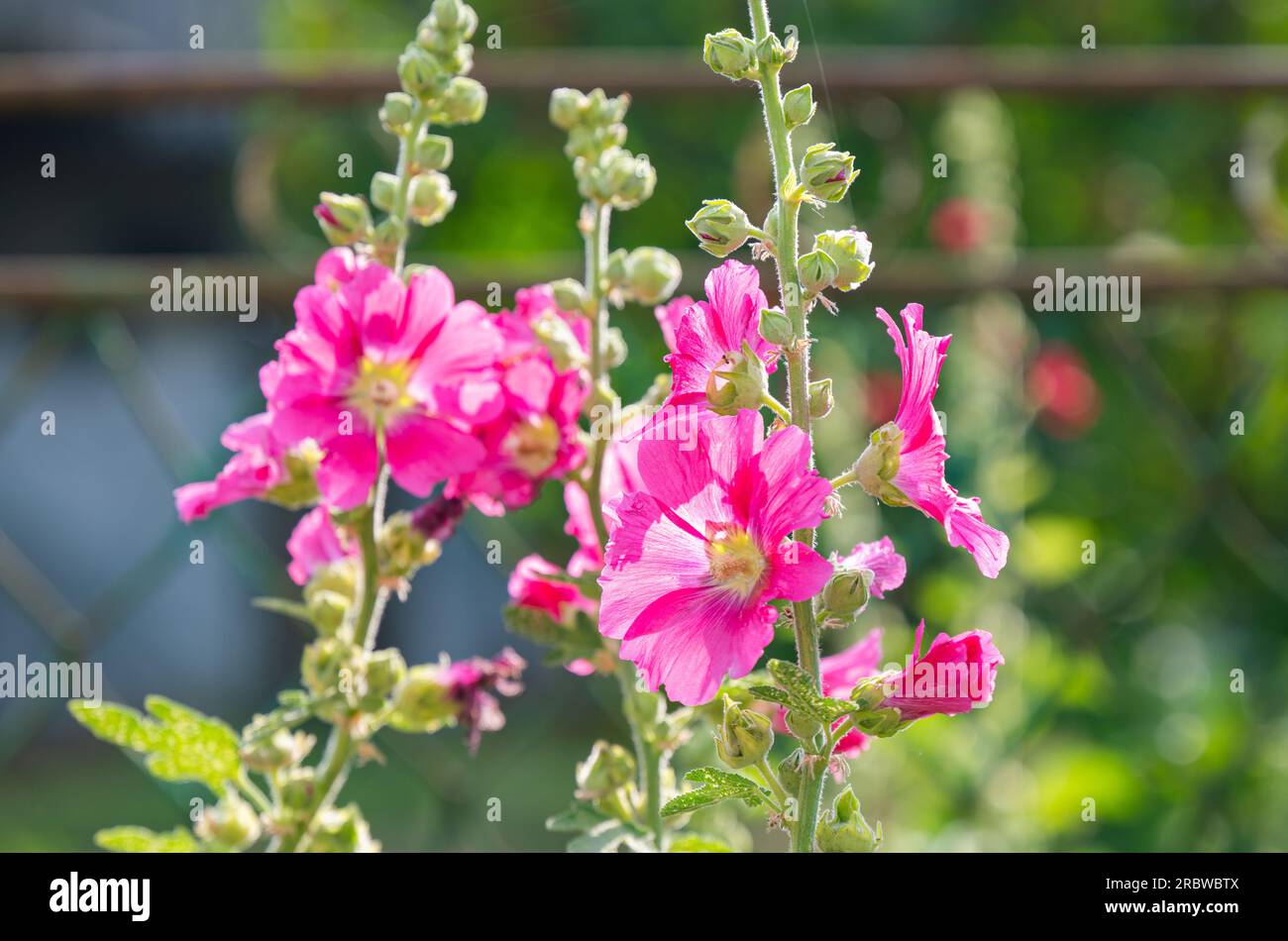 Field mallow flowers in bloom hi-res stock photography and images - Alamy