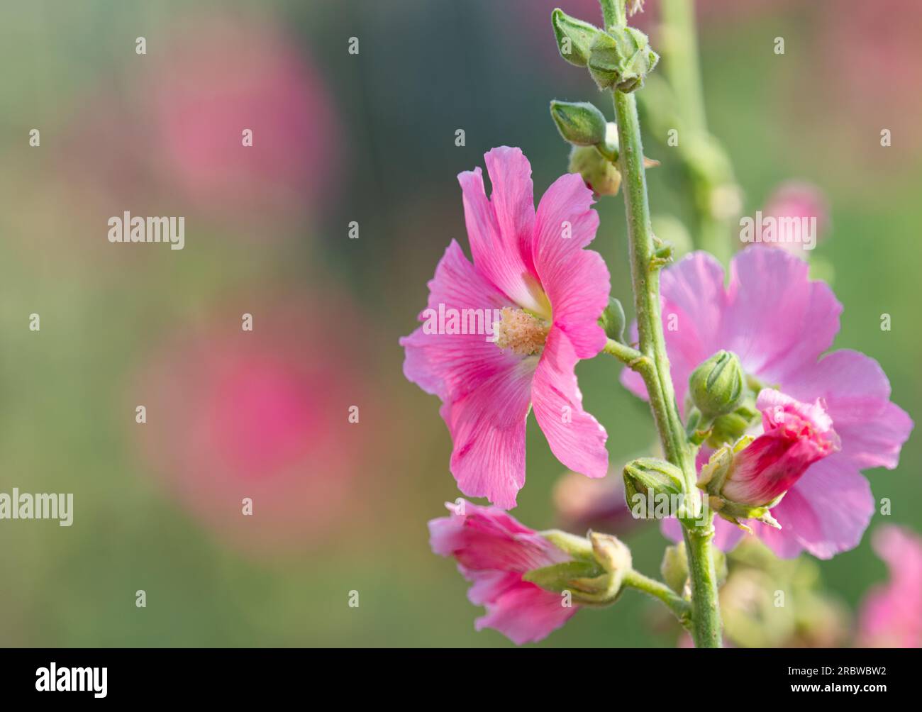 Field mallow flowers in bloom hi-res stock photography and images - Alamy