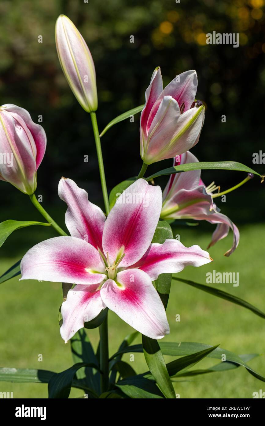 White and Red lily in the summer garden. Close-up of lily flowers Stock ...