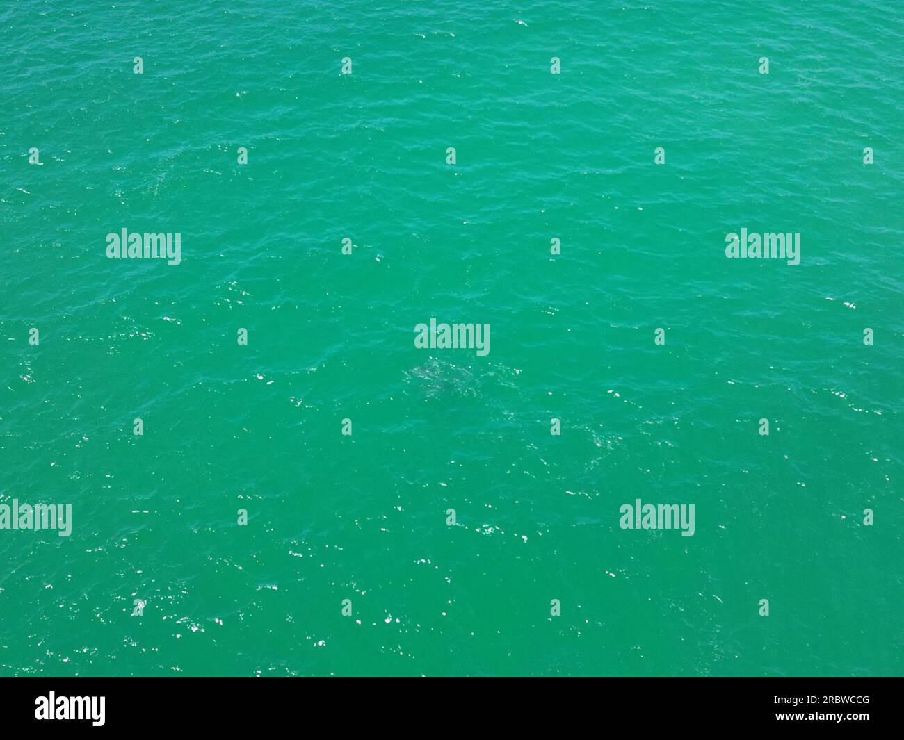 Group dolphins ocean hi-res stock photography and images - Alamy