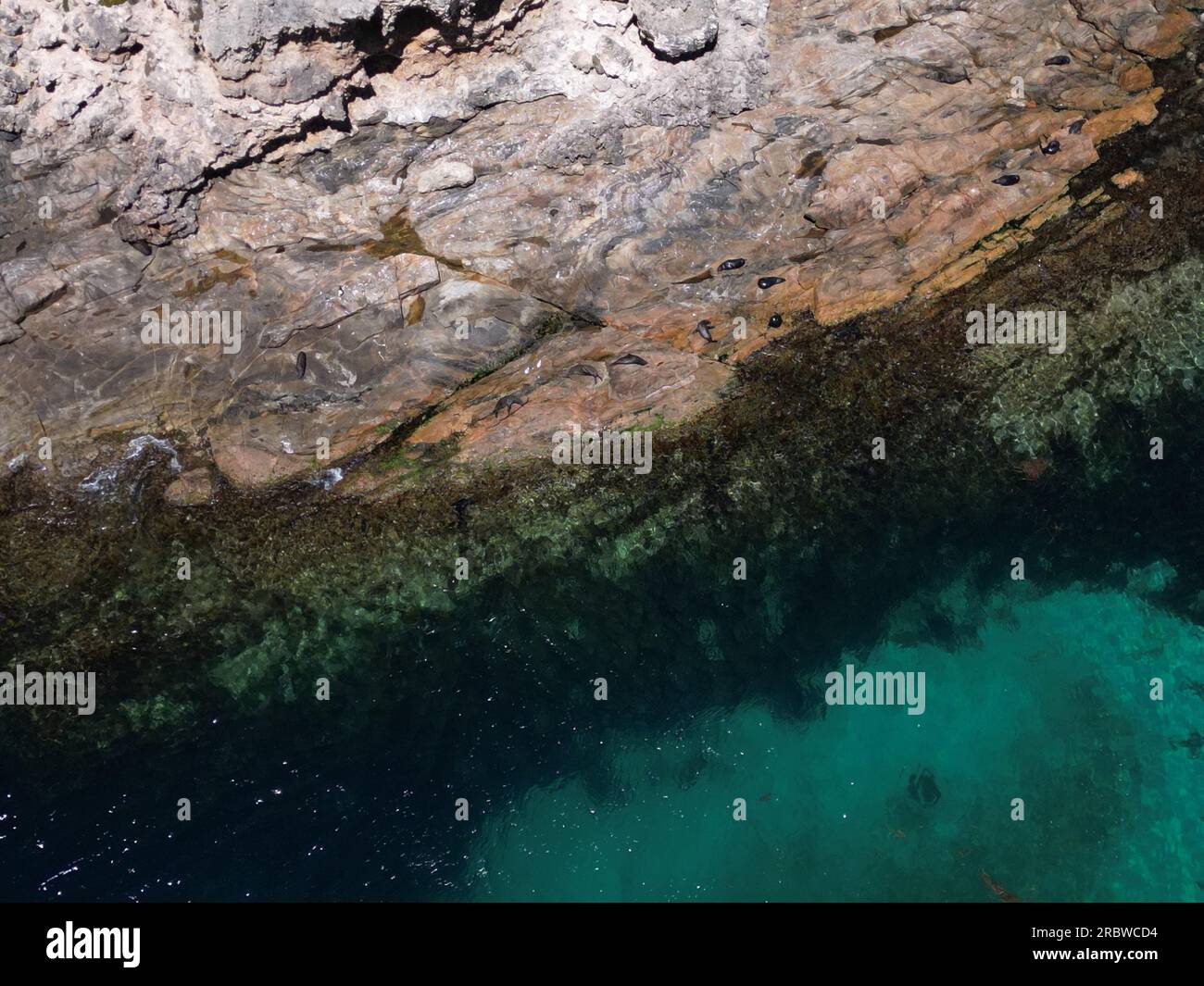 Seals laying on the rocks of the South Australian Cliffs Stock Photo ...