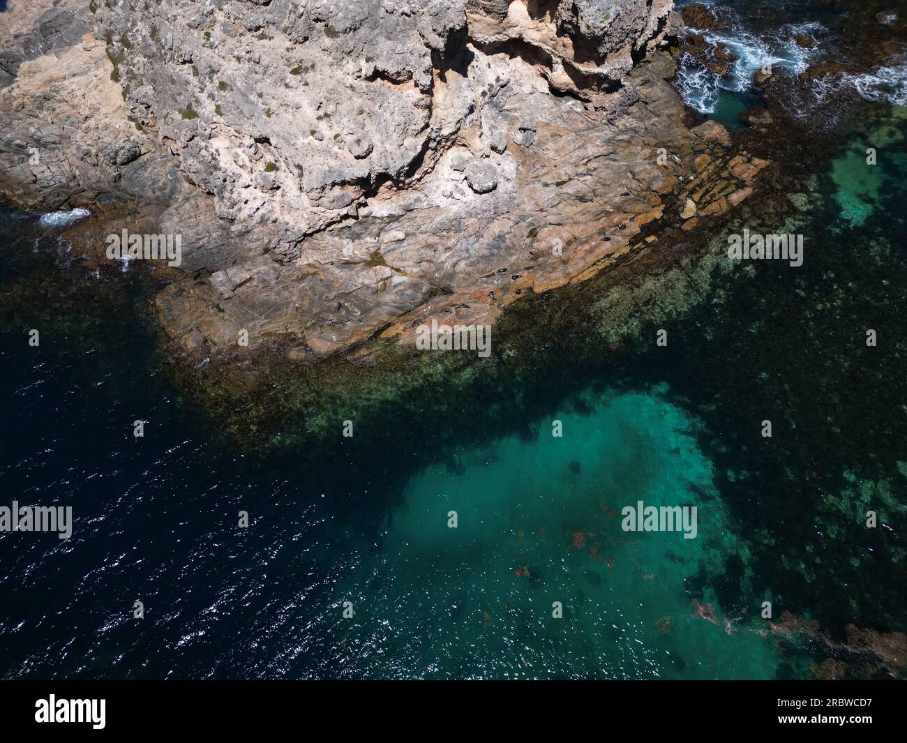 Seals laying on the rocks of the South Australian Cliffs Stock Photo ...