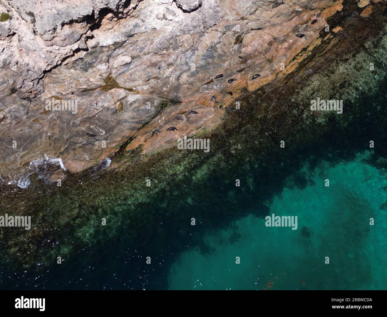 Seals laying on the rocks of the South Australian Cliffs Stock Photo ...