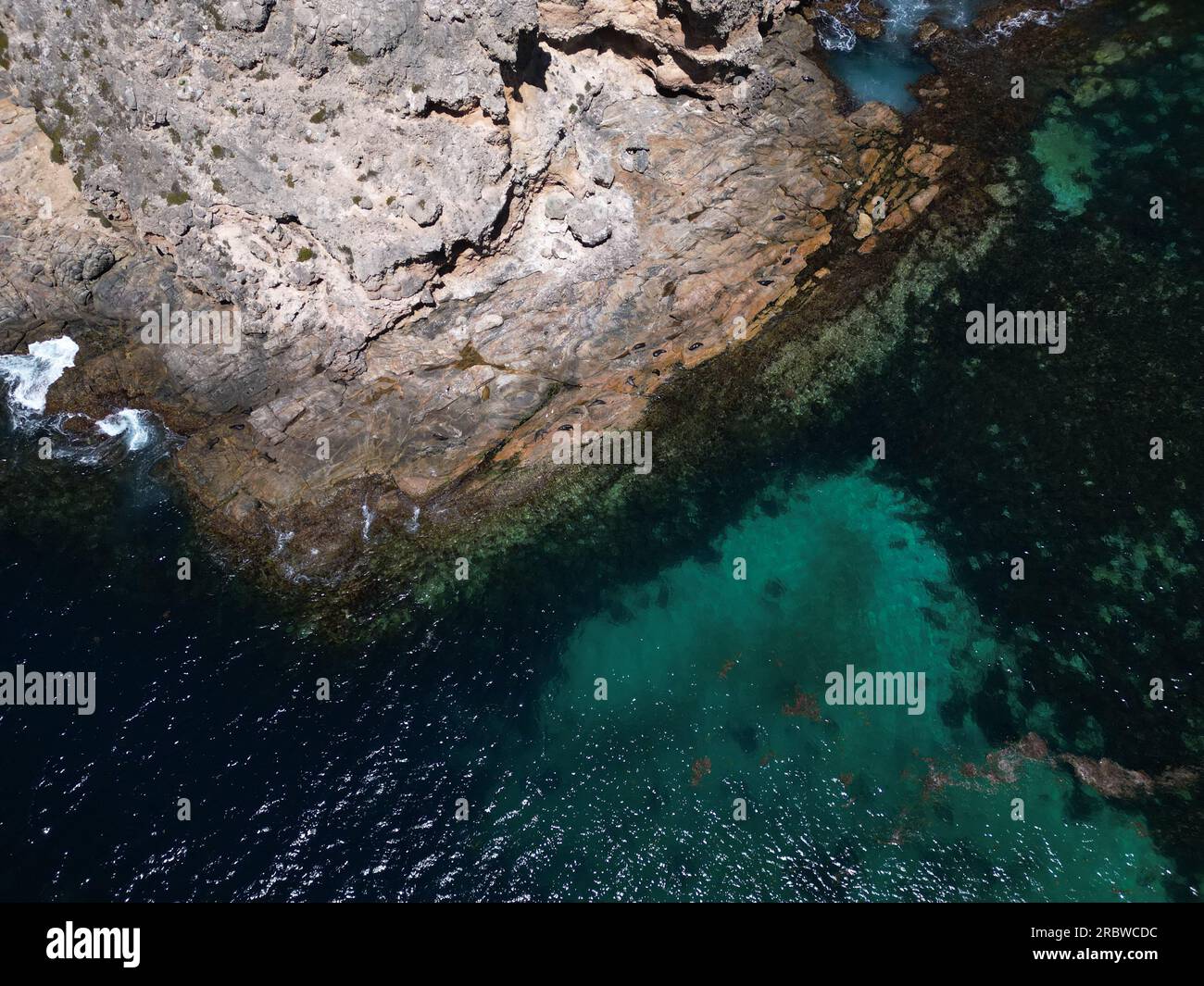 Seals laying on the rocks of the South Australian Cliffs Stock Photo ...