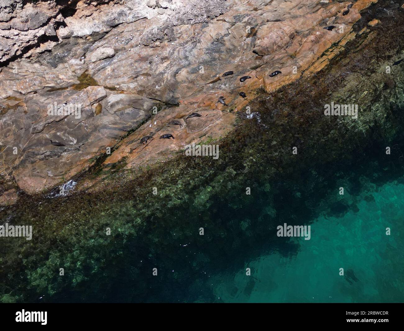 Great australian bite hi-res stock photography and images - Alamy