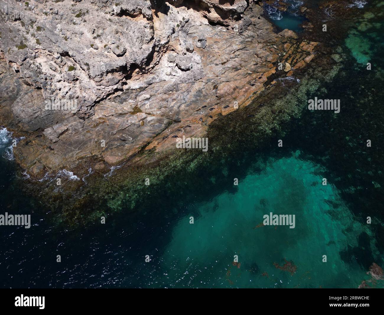 Seals laying on the rocks of the South Australian Cliffs Stock Photo ...