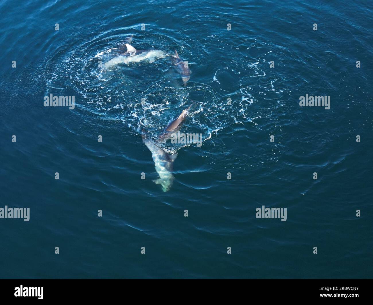 Dolphi hi-res stock photography and images - Alamy