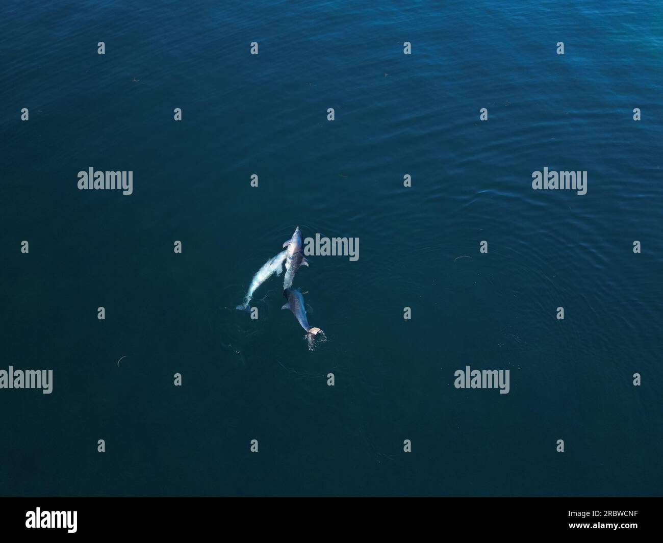 Pod of Dolphins from above Stock Photo - Alamy
