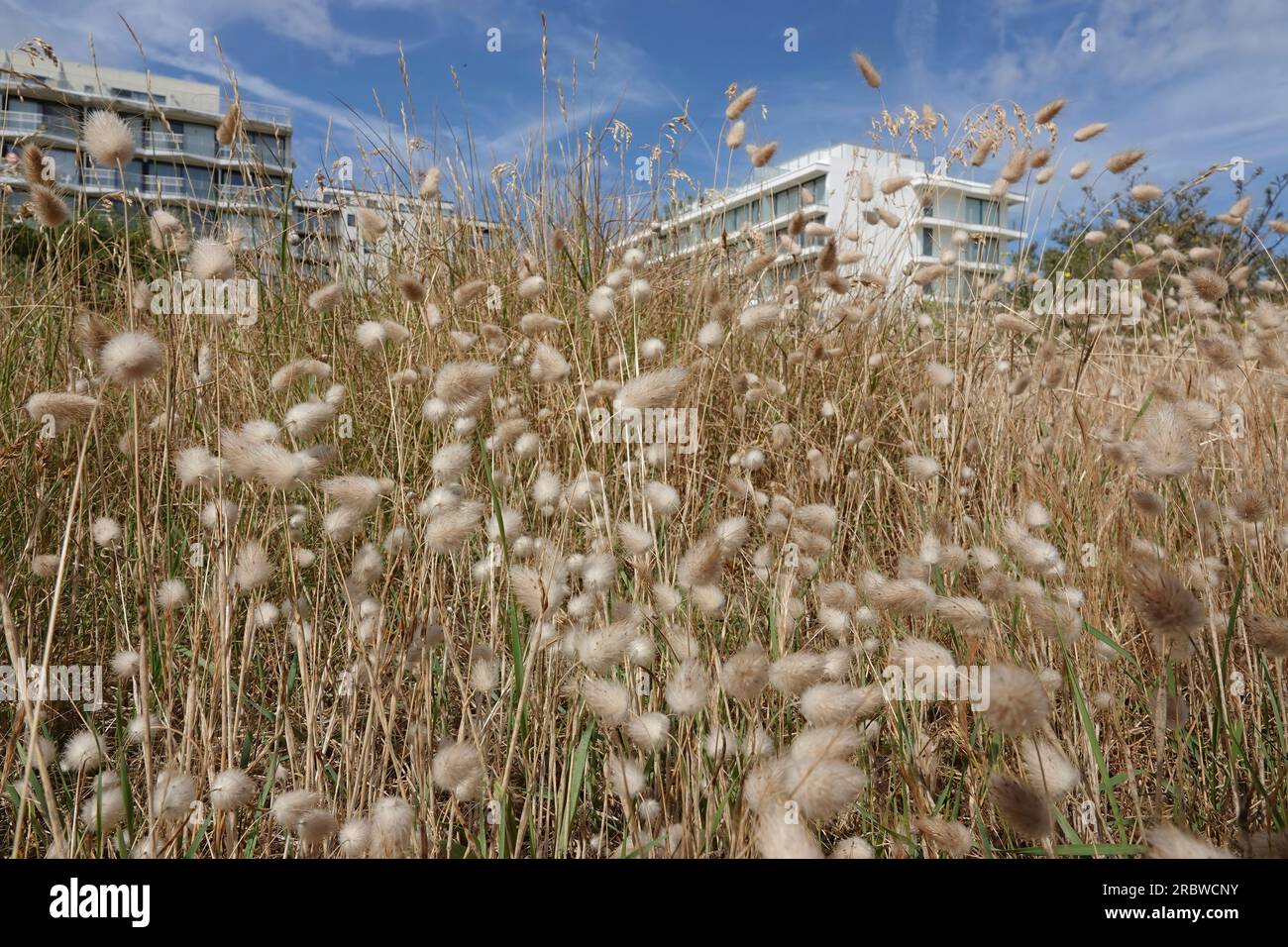 Wide angle closeup on an aggregation of the rare bunnytail. or hare's ...