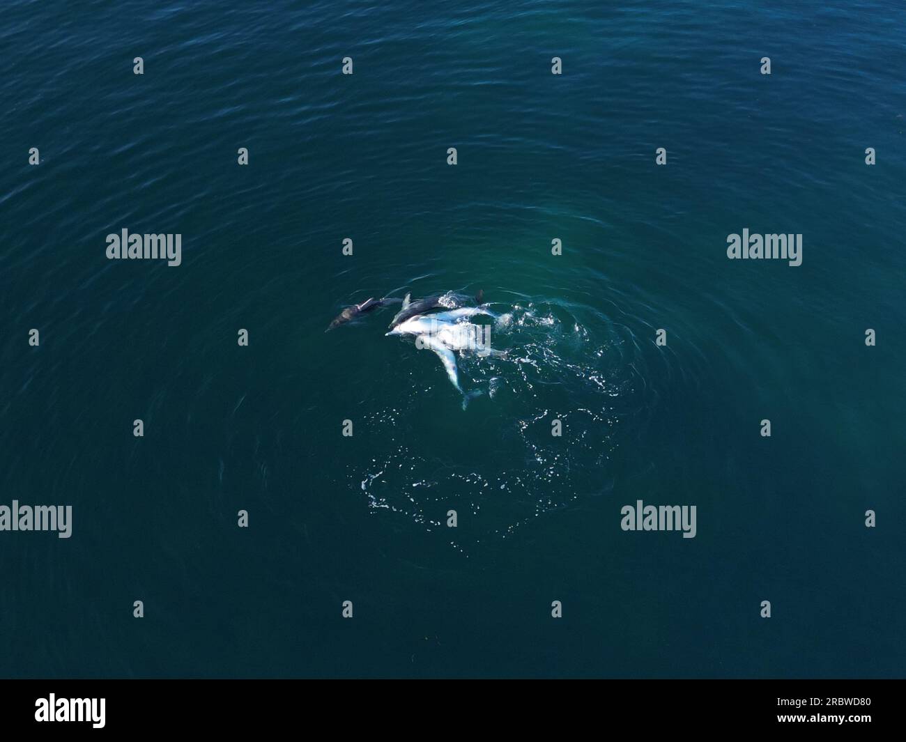 Pod of Dolphins from above Stock Photo - Alamy