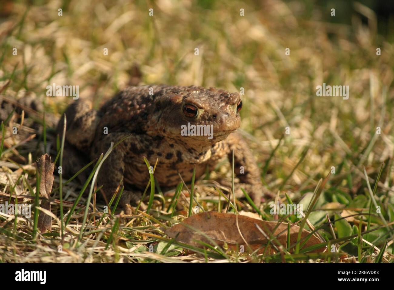Common toad on grass hi-res stock photography and images - Alamy