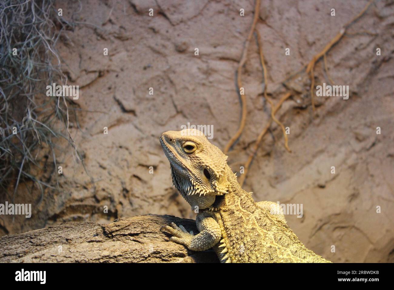 Bearded dragon climbing a piece of wood Stock Photo - Alamy