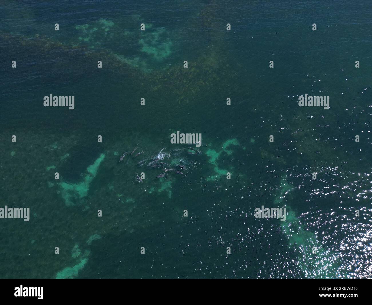 Dolphin family pod hi-res stock photography and images - Alamy