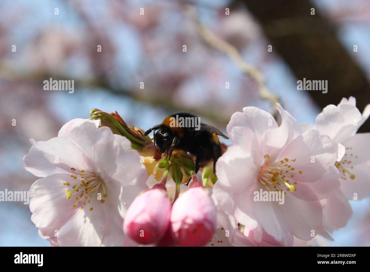 One of the first bumblebees of the year, sitting on the blossoms of an ...