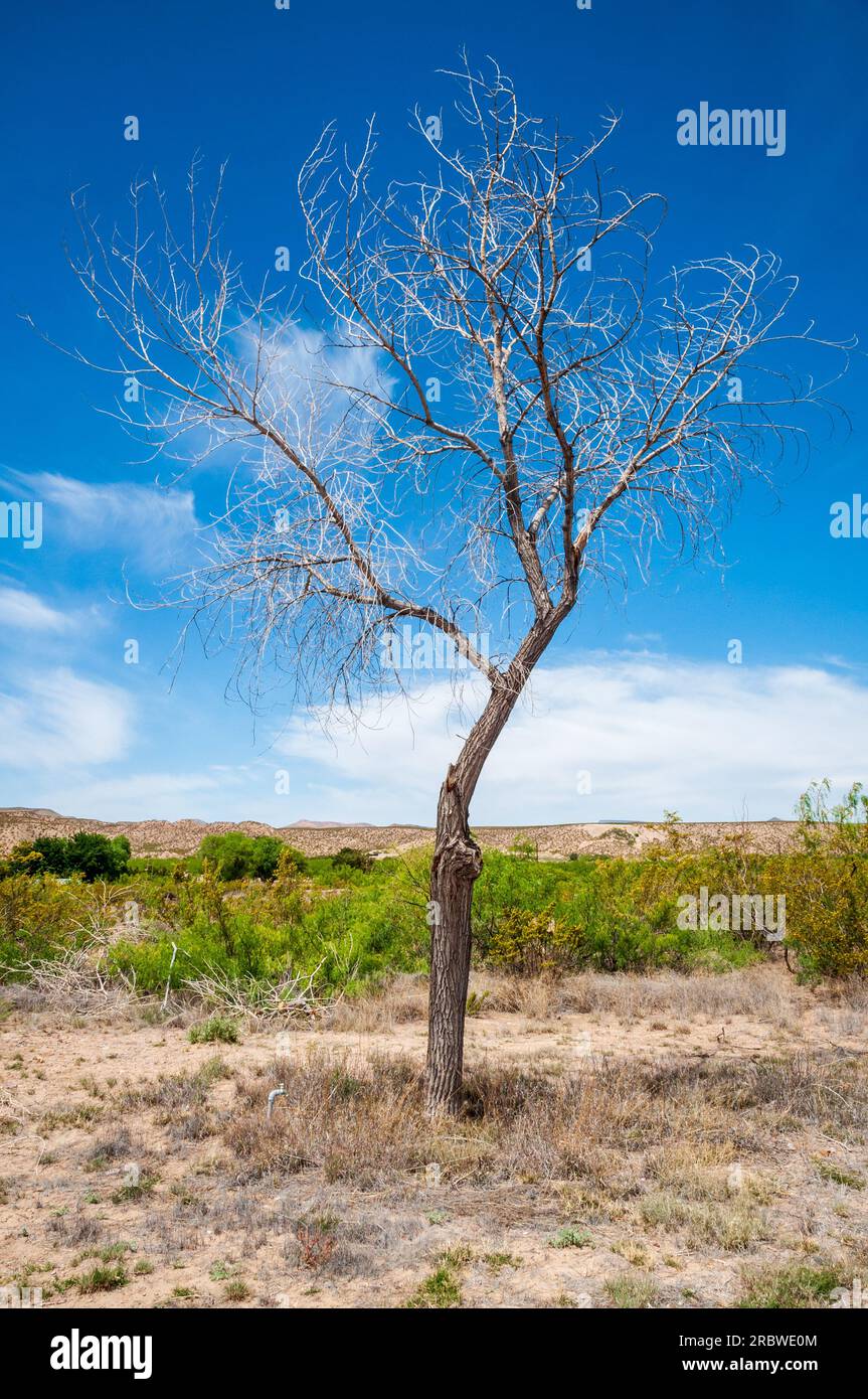 Fort Selden State Monument in New Mexico Stock Photo - Alamy