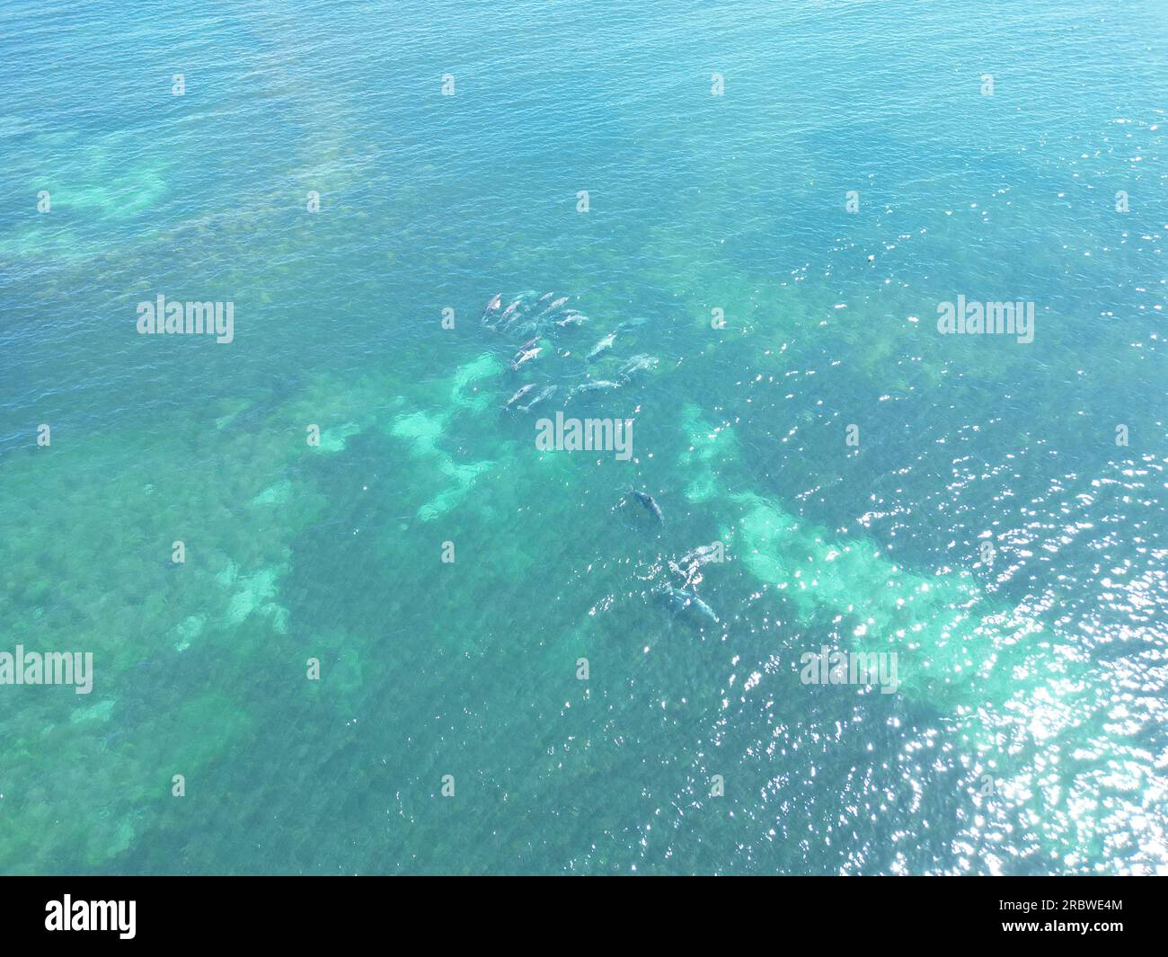 Pod of Dolphins from above Stock Photo - Alamy