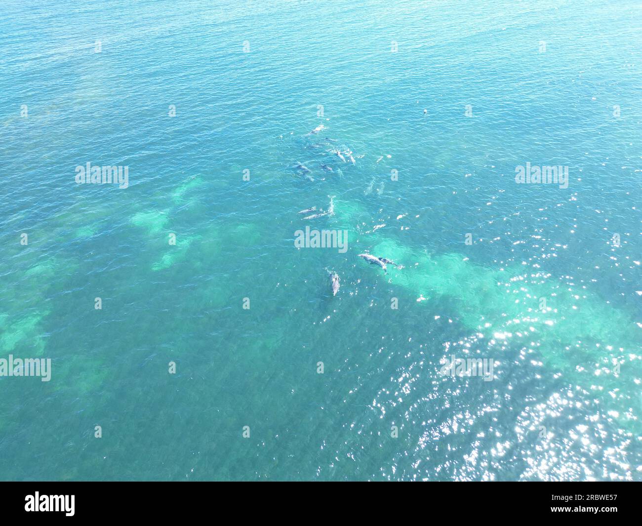 Pod of Dolphins from above Stock Photo - Alamy