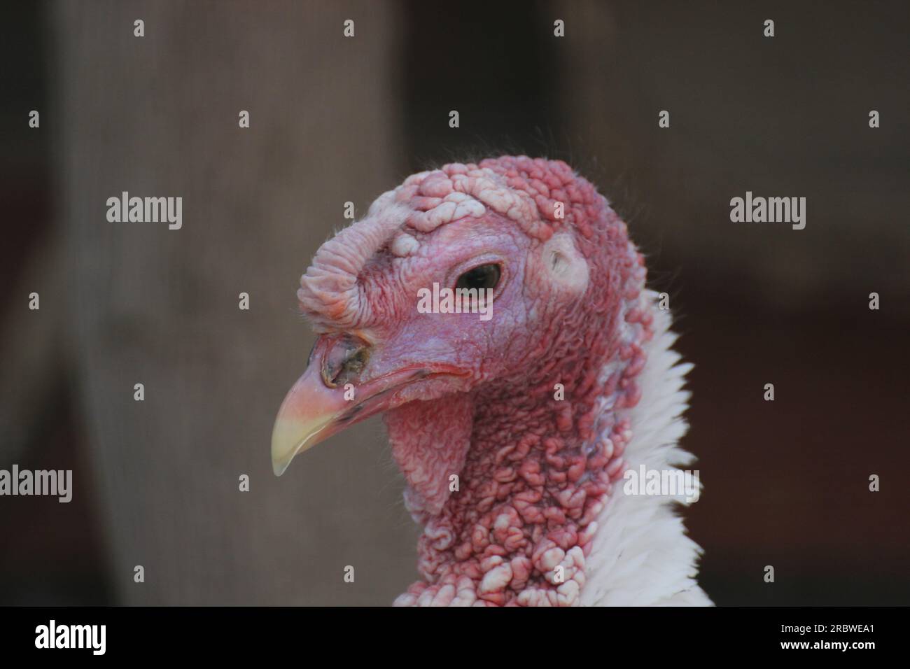 Turkey head eye macro hi-res stock photography and images - Alamy