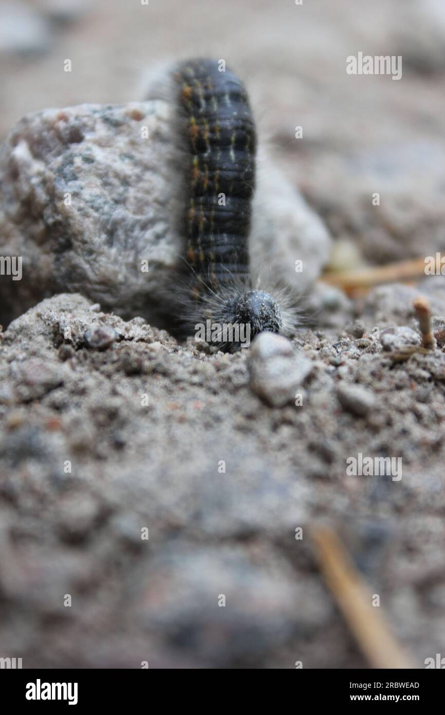 Hairy caterpillar crawling on the ground Stock Photo - Alamy