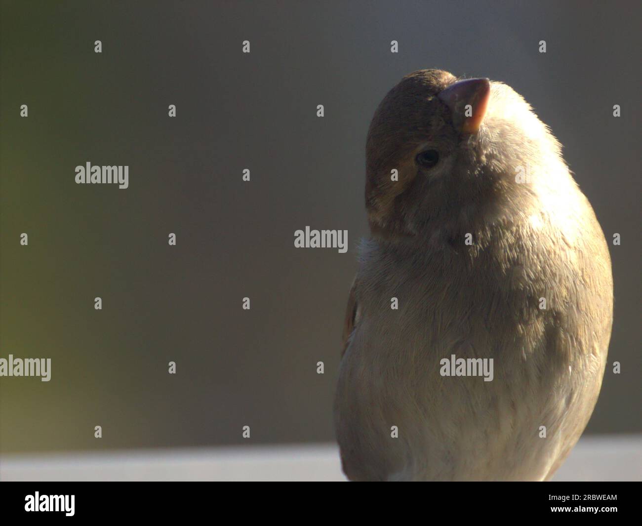 Female house sparrow in front of defocused background Stock Photo - Alamy