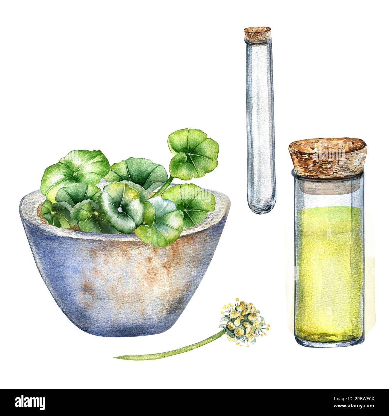 Centella asiatica, essential oils, stone bowl watercolor illustration ...