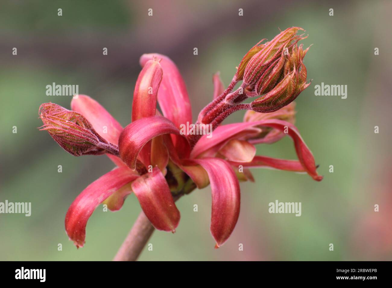 Bud of a tree opening in spring Stock Photo - Alamy