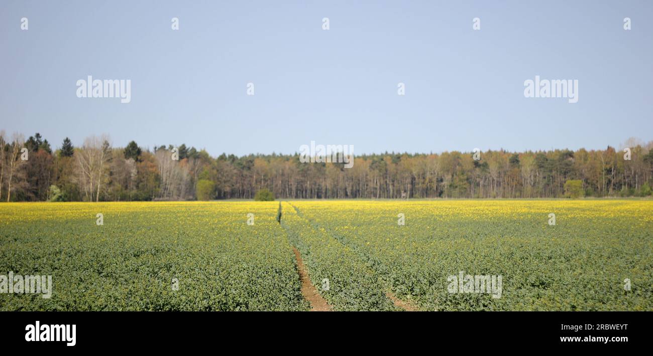 Rapeseed field with tractor trails Stock Photo - Alamy