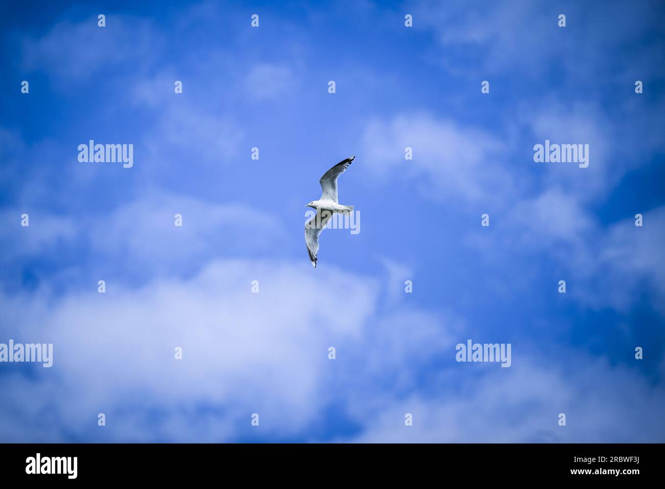 Illustration picture shows seagull flying above a training session of ...