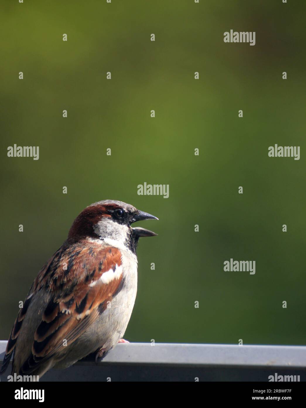 Singing male house sparrow in front of defocused background Stock Photo ...