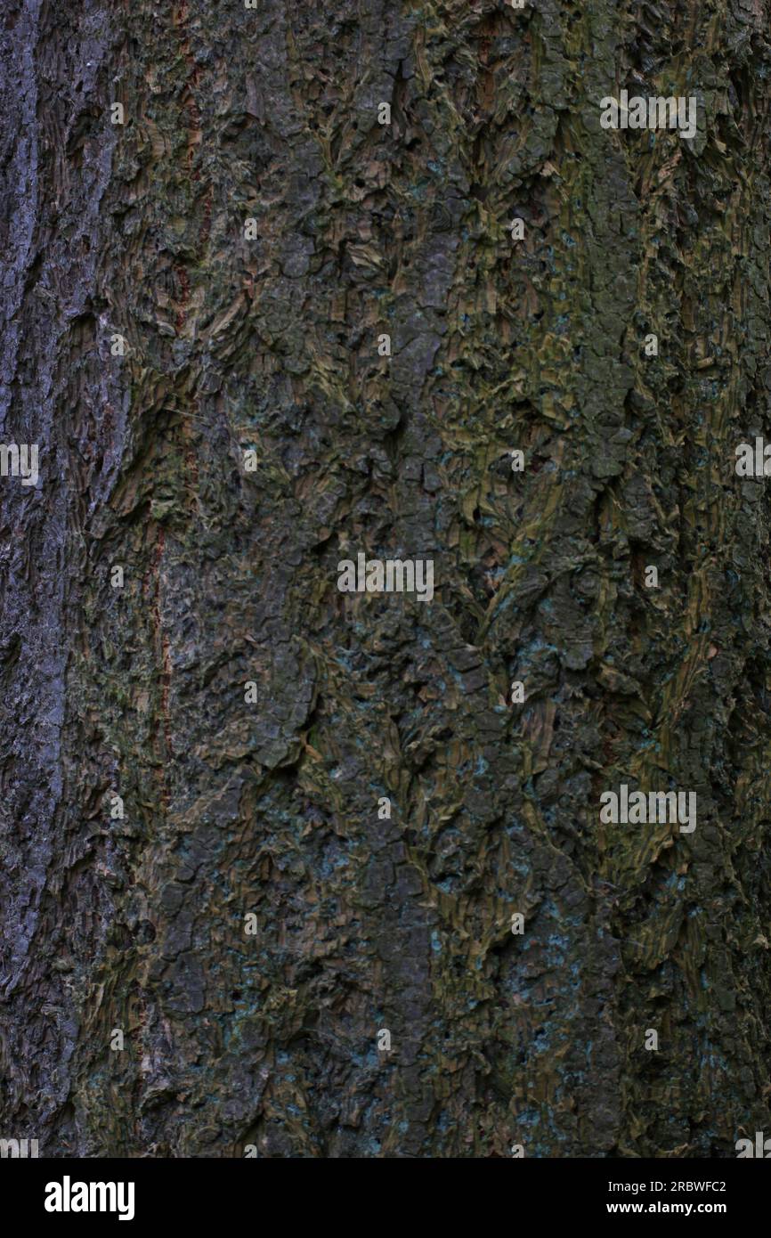 Chapped bark hi-res stock photography and images - Alamy