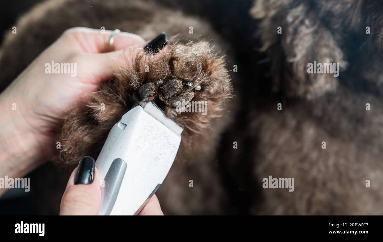 Hygiene and care for canine animals hi-res stock photography and images ...