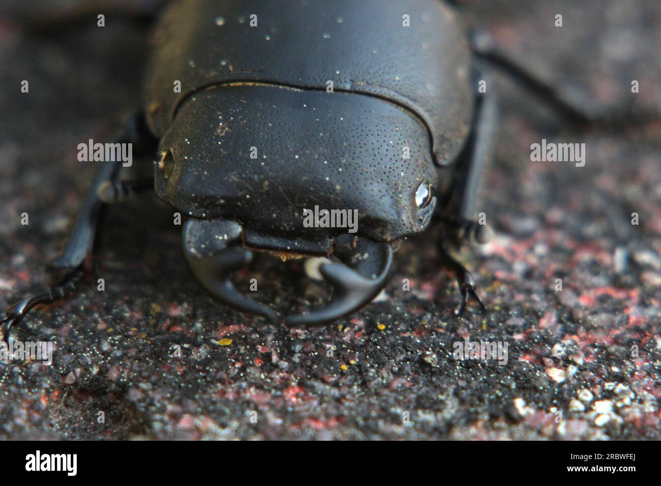 Macro of a female stag beetle (Lucanus cervus Stock Photo - Alamy