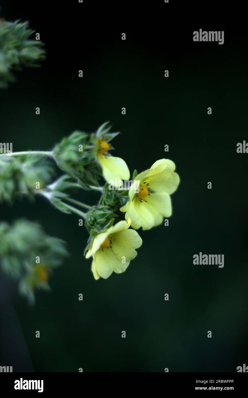 Cinquefoil vertical hi-res stock photography and images - Alamy