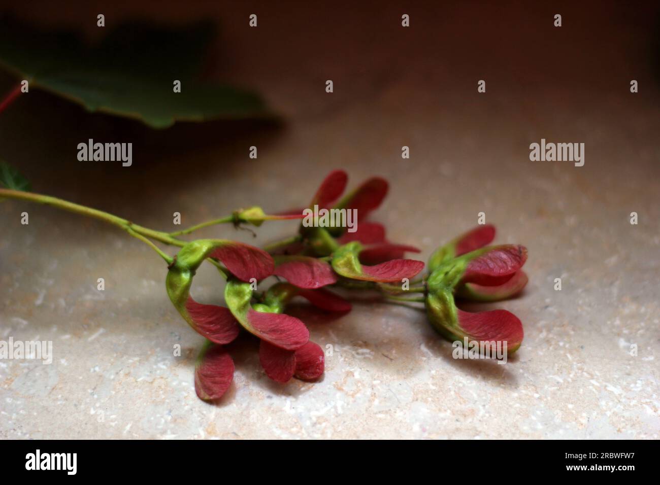 Red maple (Acer Rubrum) fruits lying on stone Stock Photo - Alamy