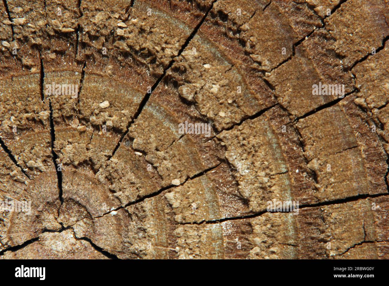 Wood cross section macro usable as background Stock Photo - Alamy