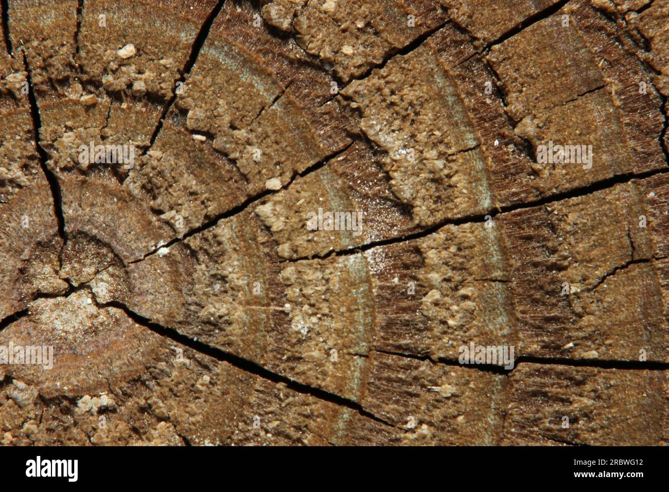 Wood cross section macro usable as background Stock Photo - Alamy