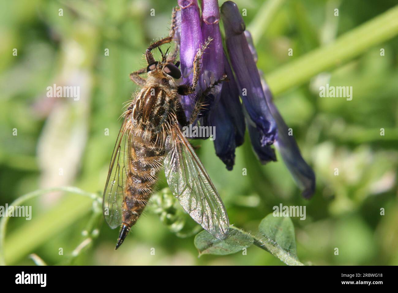 Scary insect on a vetch in a German forest in Mecklenburg-Vorpommern ...
