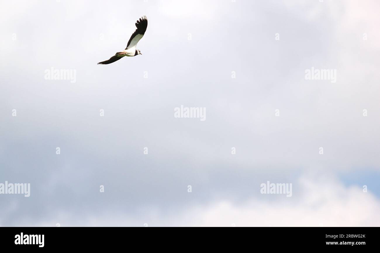 Northern lapwing (Vanellus vanellus) in flight Stock Photo - Alamy