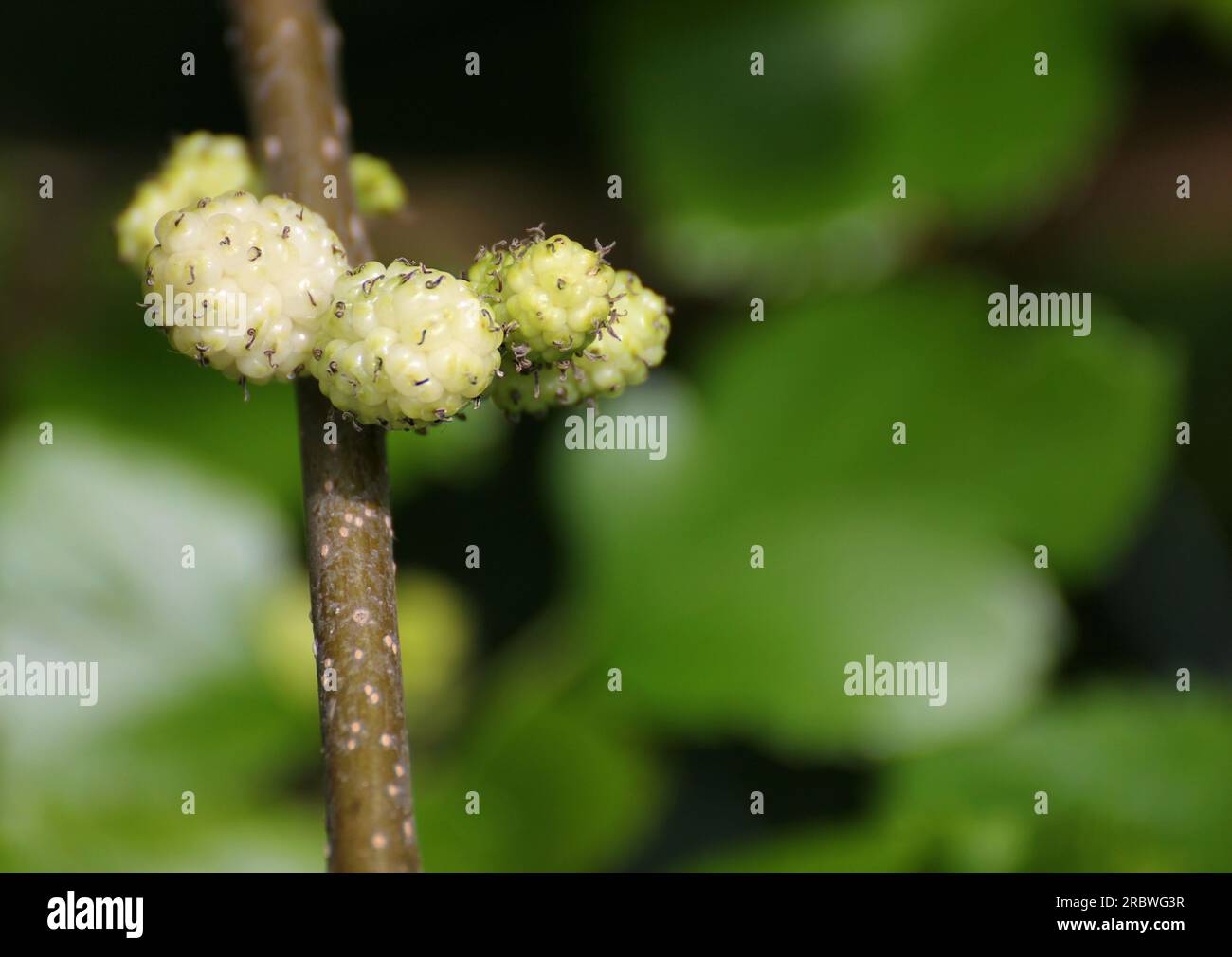White mulberry (Morus alba) bearing fruits Stock Photo - Alamy