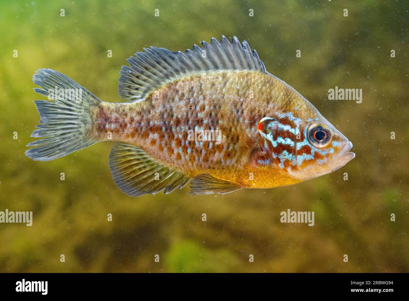 Psunperch hi-res stock photography and images - Alamy